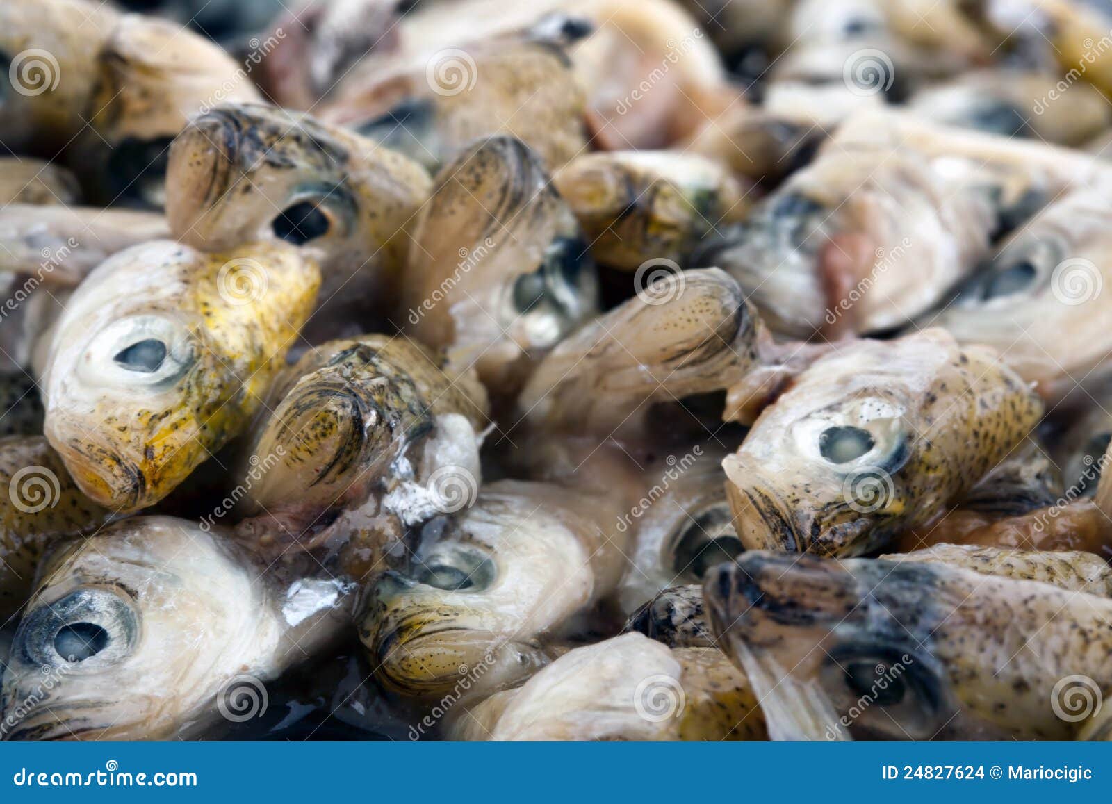 Cut fish heads stock photo. Image of gutts, angling, disect - 24827624