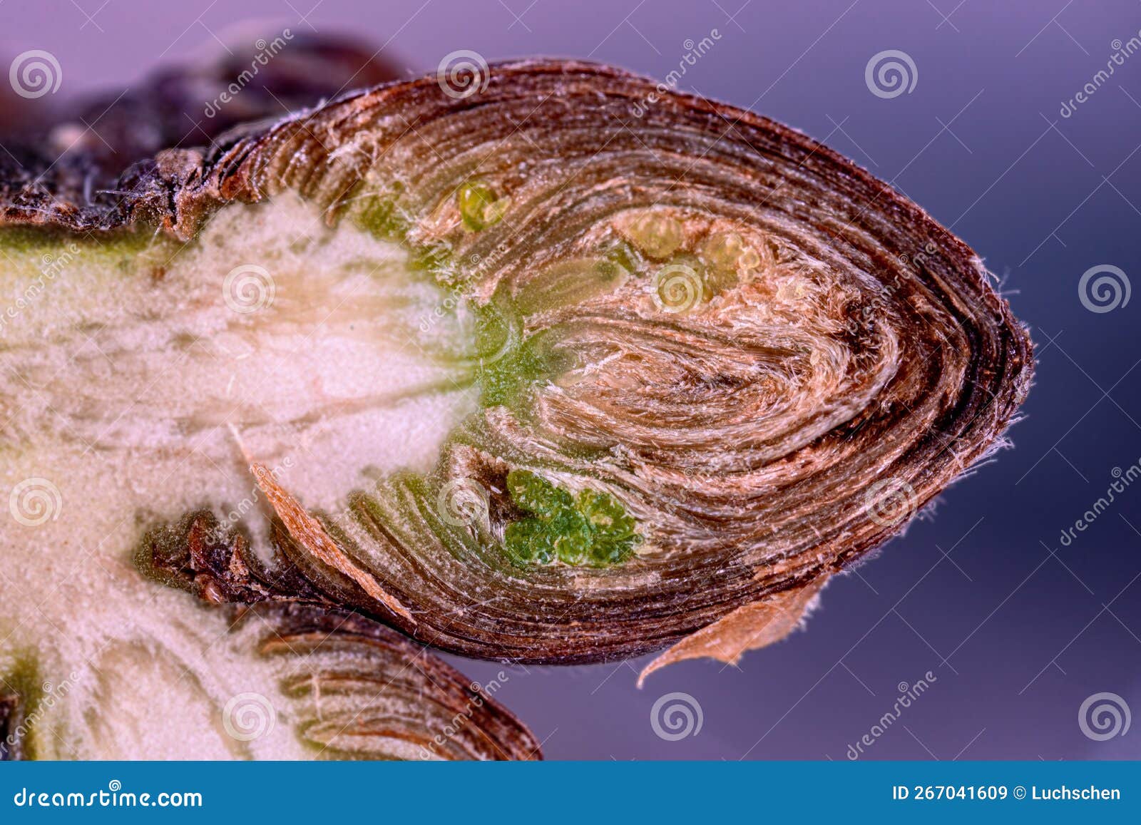 A Cut of a Flower Bud on a Spring Tree. View in a Microscope Stock ...
