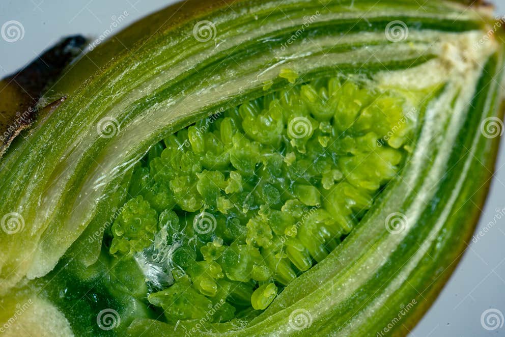 A Cut of a Flower Bud on a Spring Tree. View in a Microscope Stock Photo - Image of biology ...