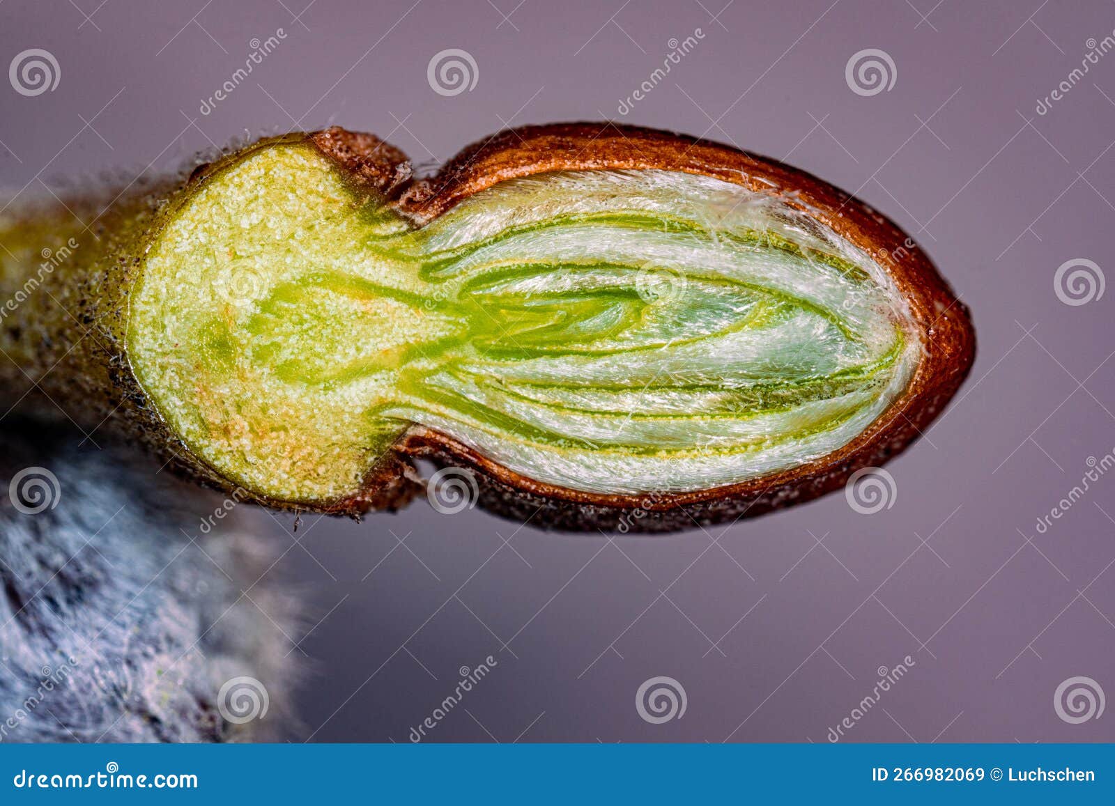 A Cut of a Flower Bud on a Spring Tree. View in a Microscope Stock Image - Image of cherry ...