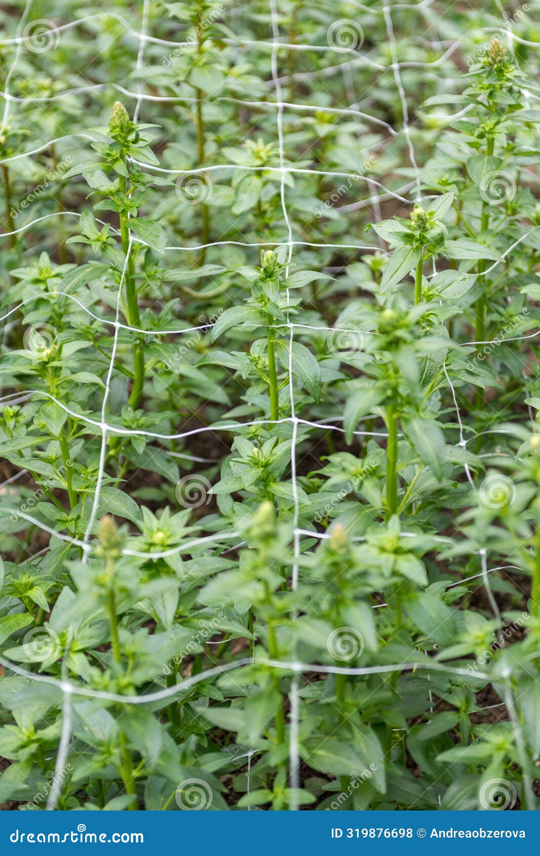 Cut Flower Netting. Plant Support Net. Using Plastic Garden Netting To ...