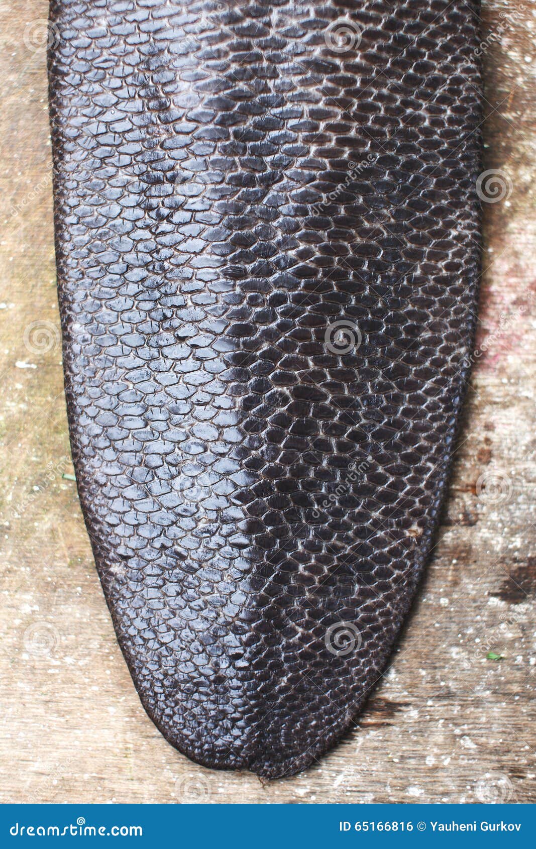 Cut of fresh beaver tail stock photo. Image of beaver - 65166816