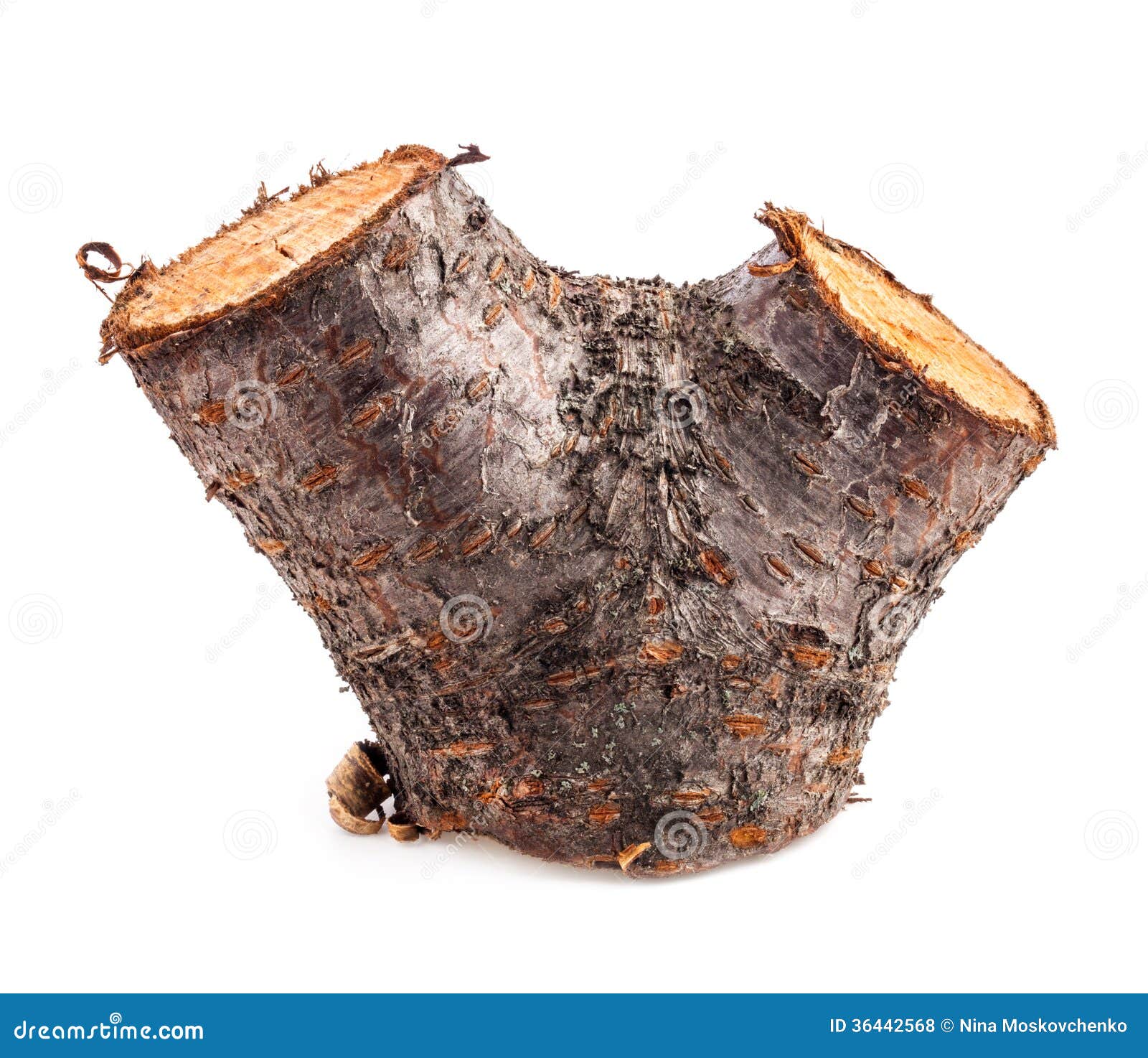 Cut of fruit tree (Cherry) stock photo. Image of lumber - 36442568