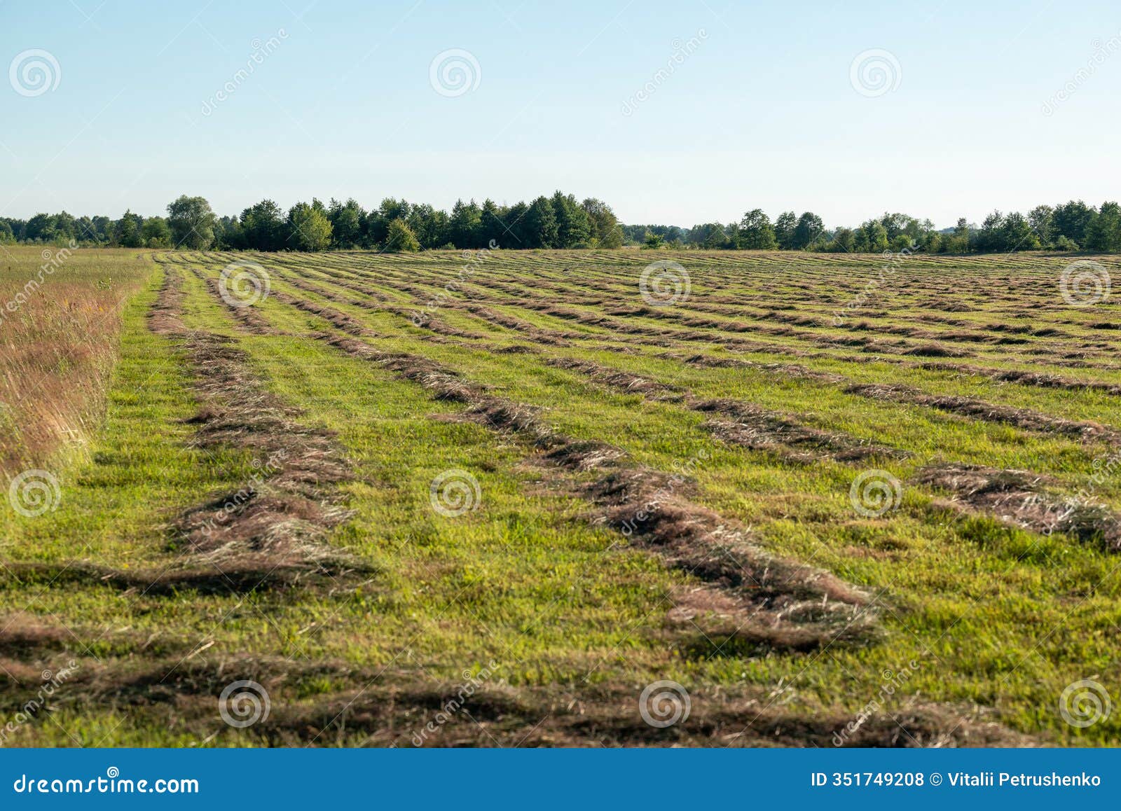 Cut Grass Drying on the Field Stock Photo - Image of agricultural ...