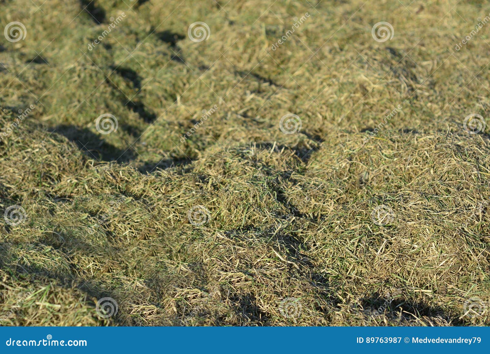 Cut Grass on the Lawn, Unharvested Hay. Stock Image - Image of ...