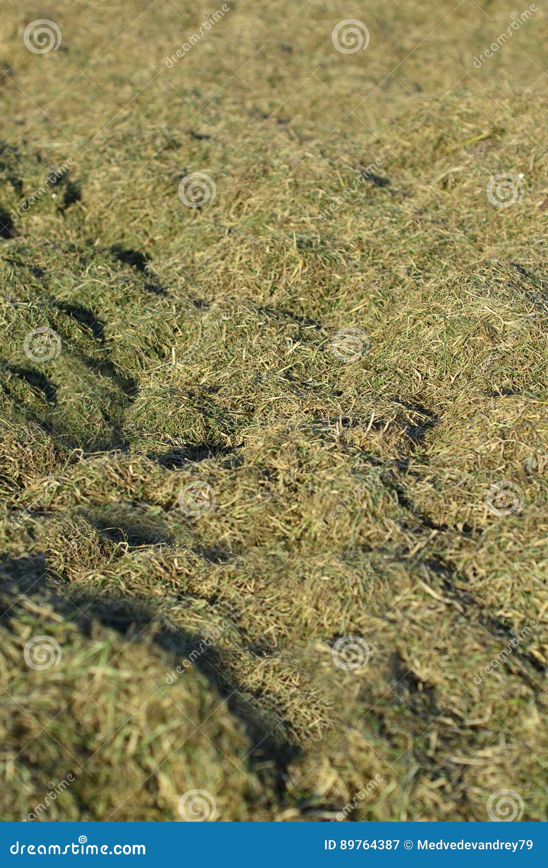 Cut Grass on the Lawn, Unharvested Hay. Stock Image - Image of gardener ...