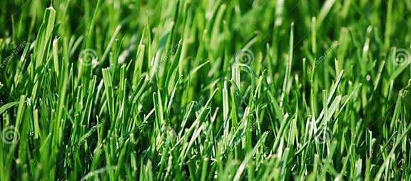 Cut Grass - Pattern stock image. Image of garden, light - 5328201