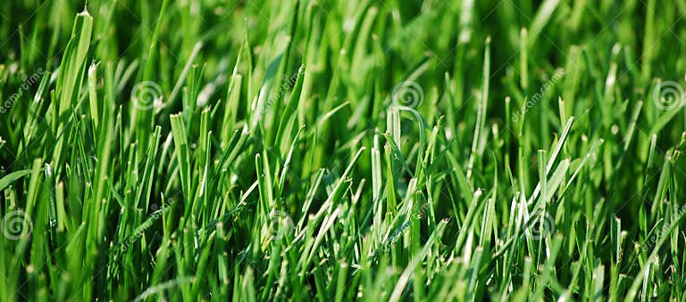 Cut Grass - Pattern stock image. Image of garden, light - 5328201