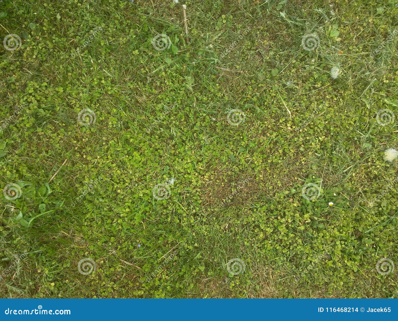 Cut grass stock photo. Image of freshly, grass, lawn - 116468214