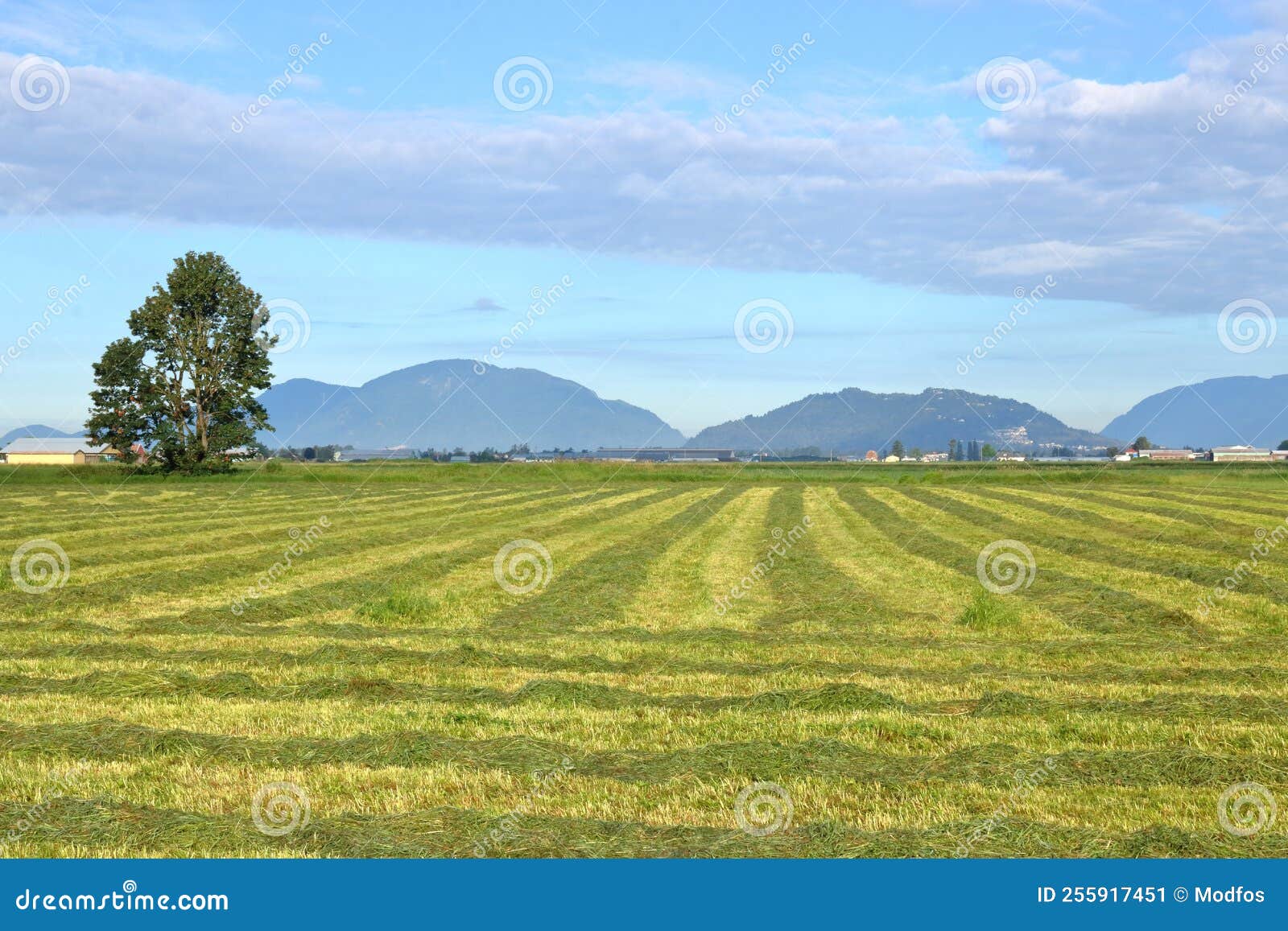 Cut Grassland and Pattern on Field Stock Image - Image of open, harvest ...