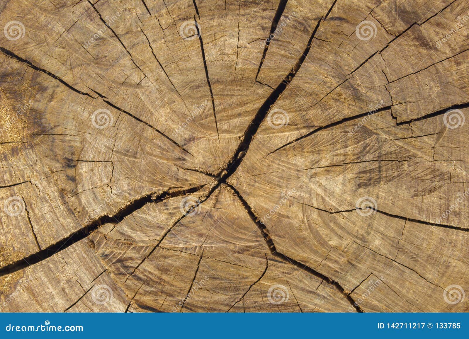 Cut of a Gray Yellow Dry Round Tree Trunk with Large Cracks. Natural ...