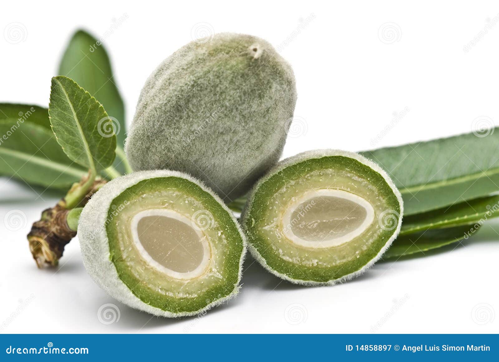 A Cut Green Almond and a Branch. Stock Image - Image of crop, cosmetics ...