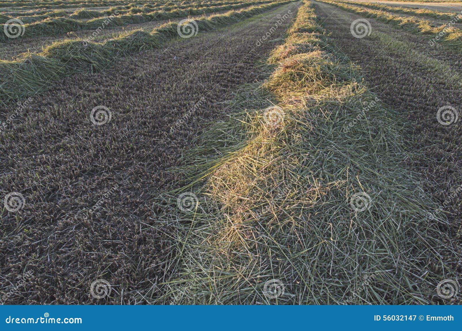 Cut Hay in Field stock image. Image of agriculture, grass - 56032147