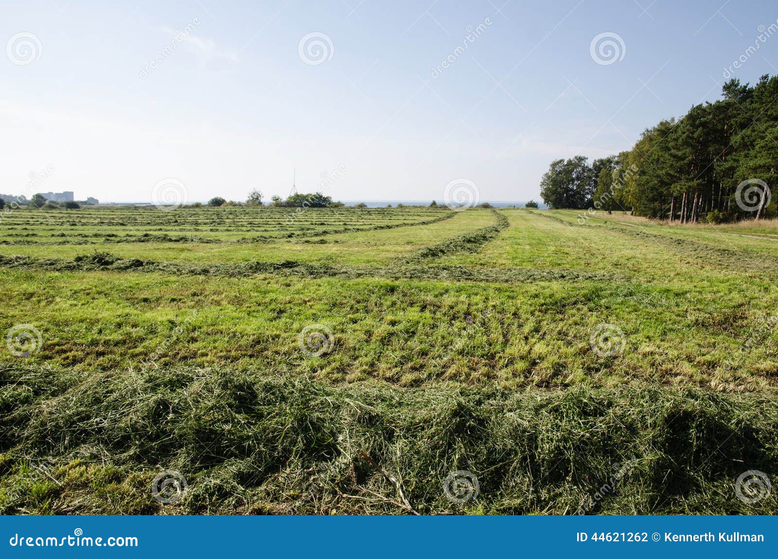 Rows Of Green Oak Leaf Lettuce Grown In Open Field Under A Bright ...