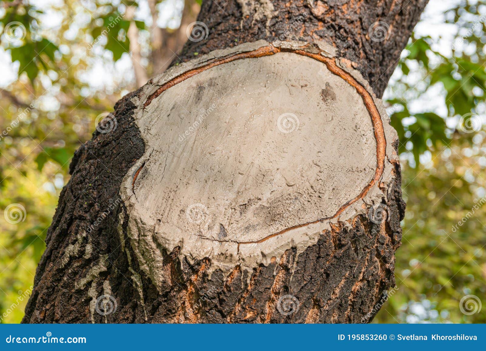 A Cut from a Large Branch on a Tree Trunk. Sections are Covered with ...