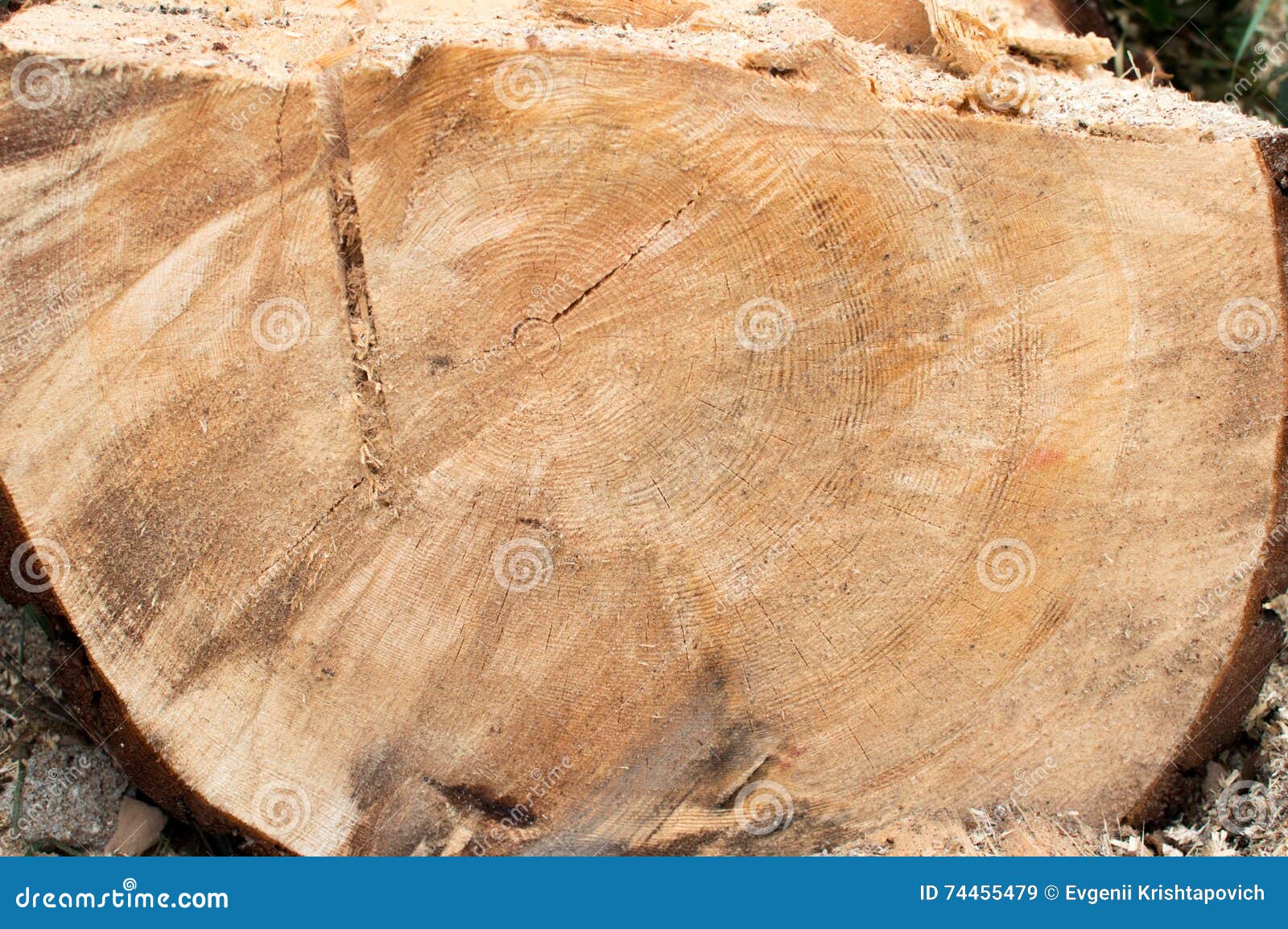 Cut Large Pine Tree. Close Up View Stock Image - Image of plant, brown ...
