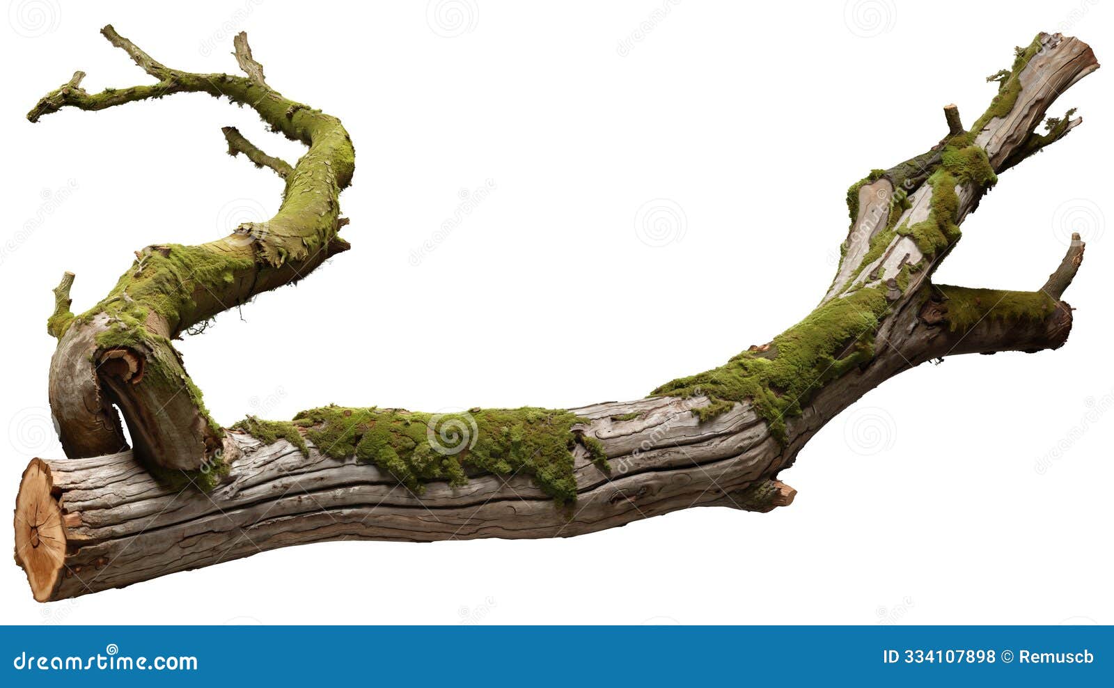 Cut Large Twisted Tree Branch with Moss Isolated on Transparent ...
