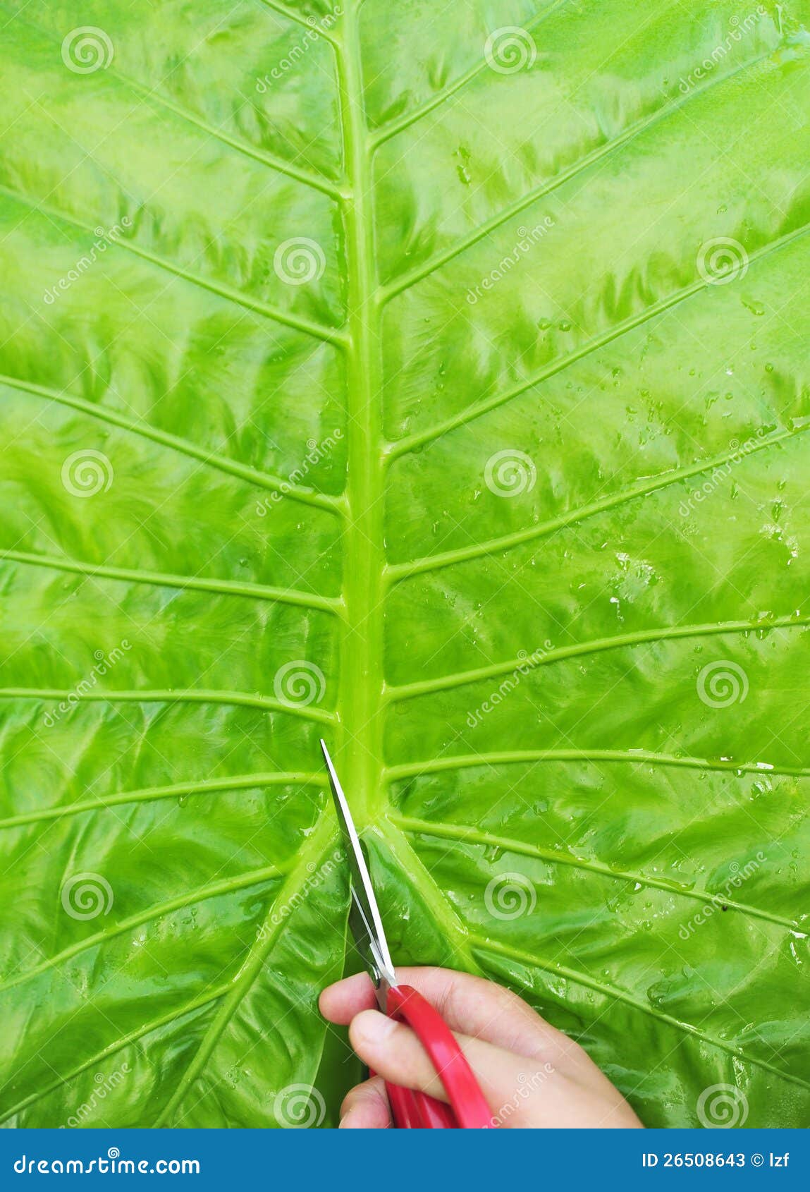 Cut leaf stock image. Image of gardening, garden, tropical - 26508643