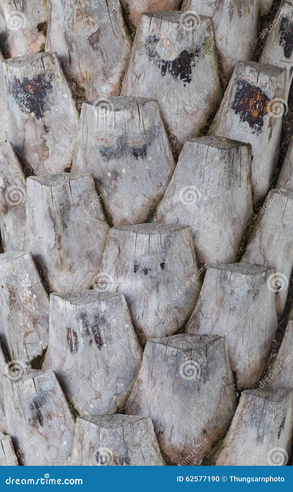 Cut Leaf Stalk on Trunk of Palm Tree Stock Photo - Image of garden ...