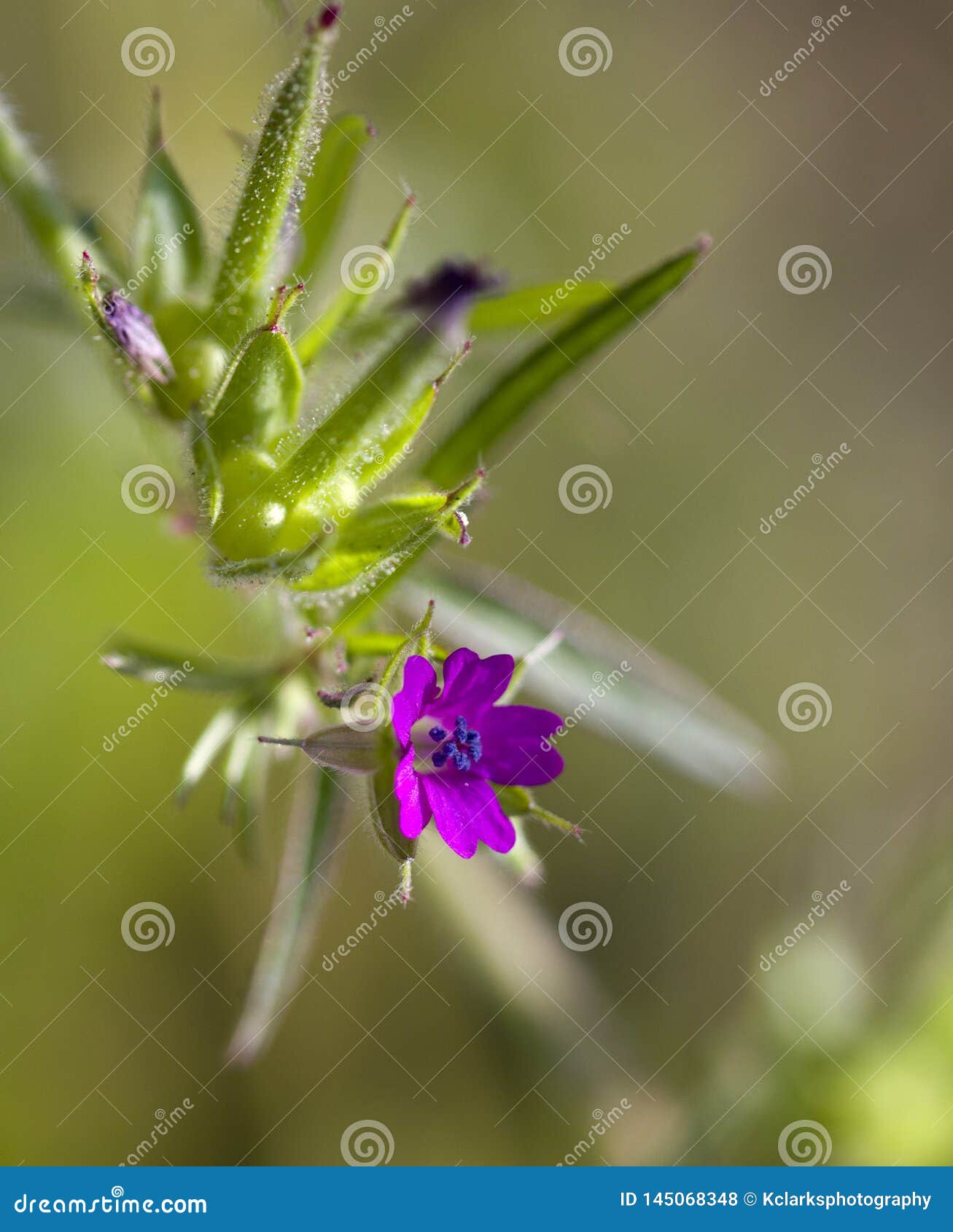 Cut-leaved Cranesbill - Geranium Dissectum Stock Photo - Image of ...