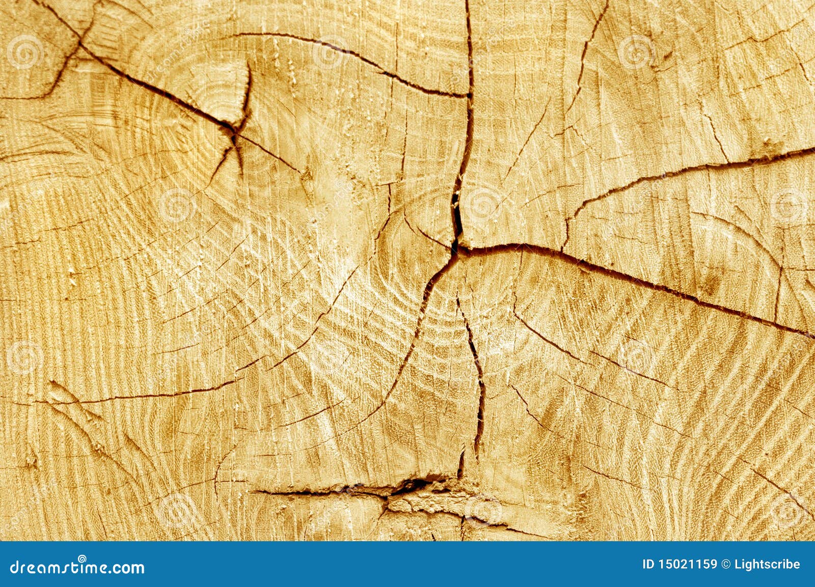 Cut log stock image. Image of hard, nature, textured - 15021159