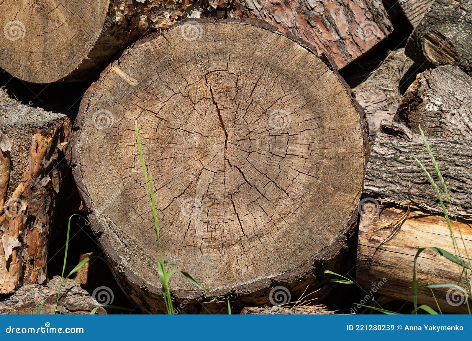 Cut Log Close-up. Problems of Deforestation for Lumber Stock Image ...