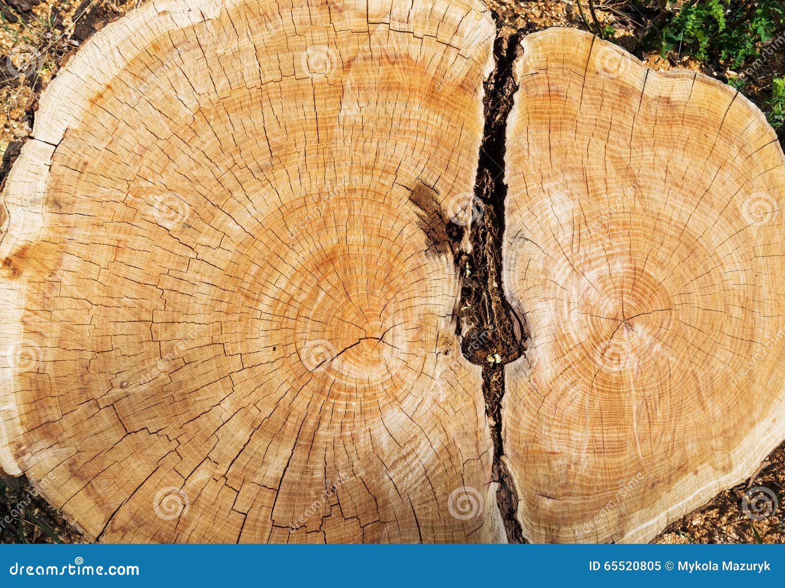 Cut Log with Concentric Rings Stock Image - Image of aging, natural ...