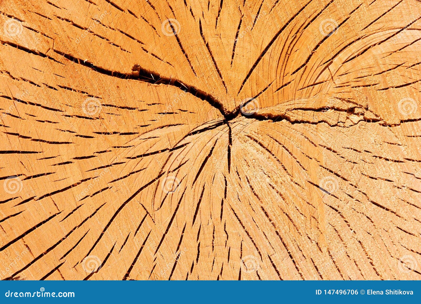 Cut Log. the Cracked Surface. Stump Texture Stock Photo - Image of ...