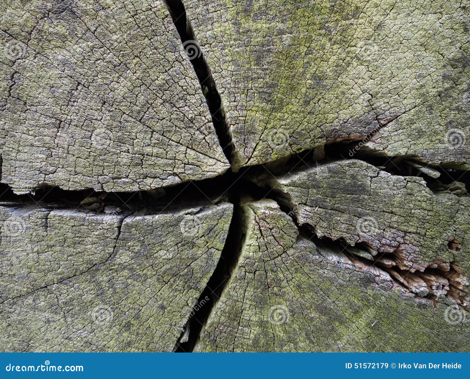 Cut log stock image. Image of wooden, plant, detail, leaf - 51572179