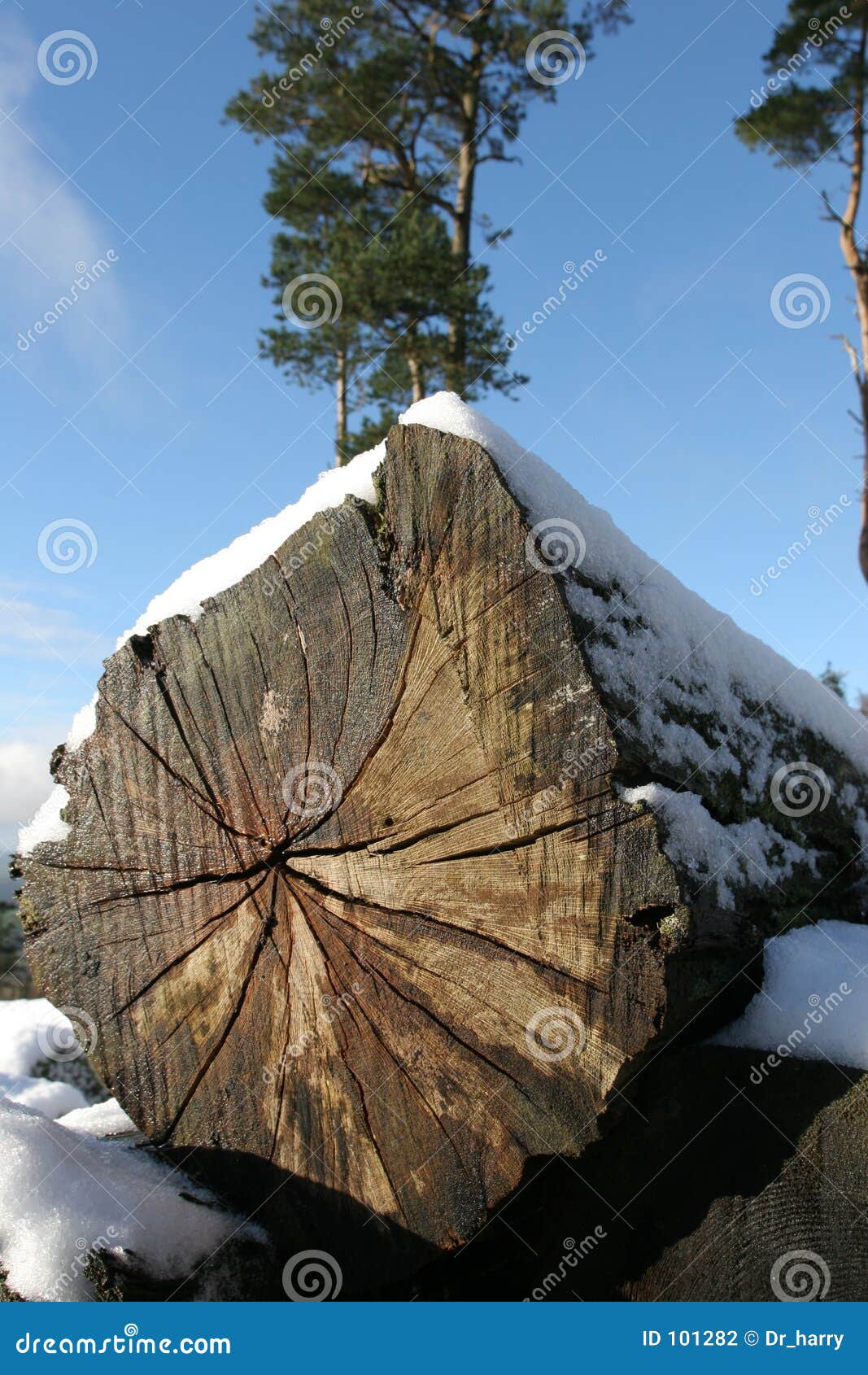 Cut log in snow stock photo. Image of woodland, timber - 101282