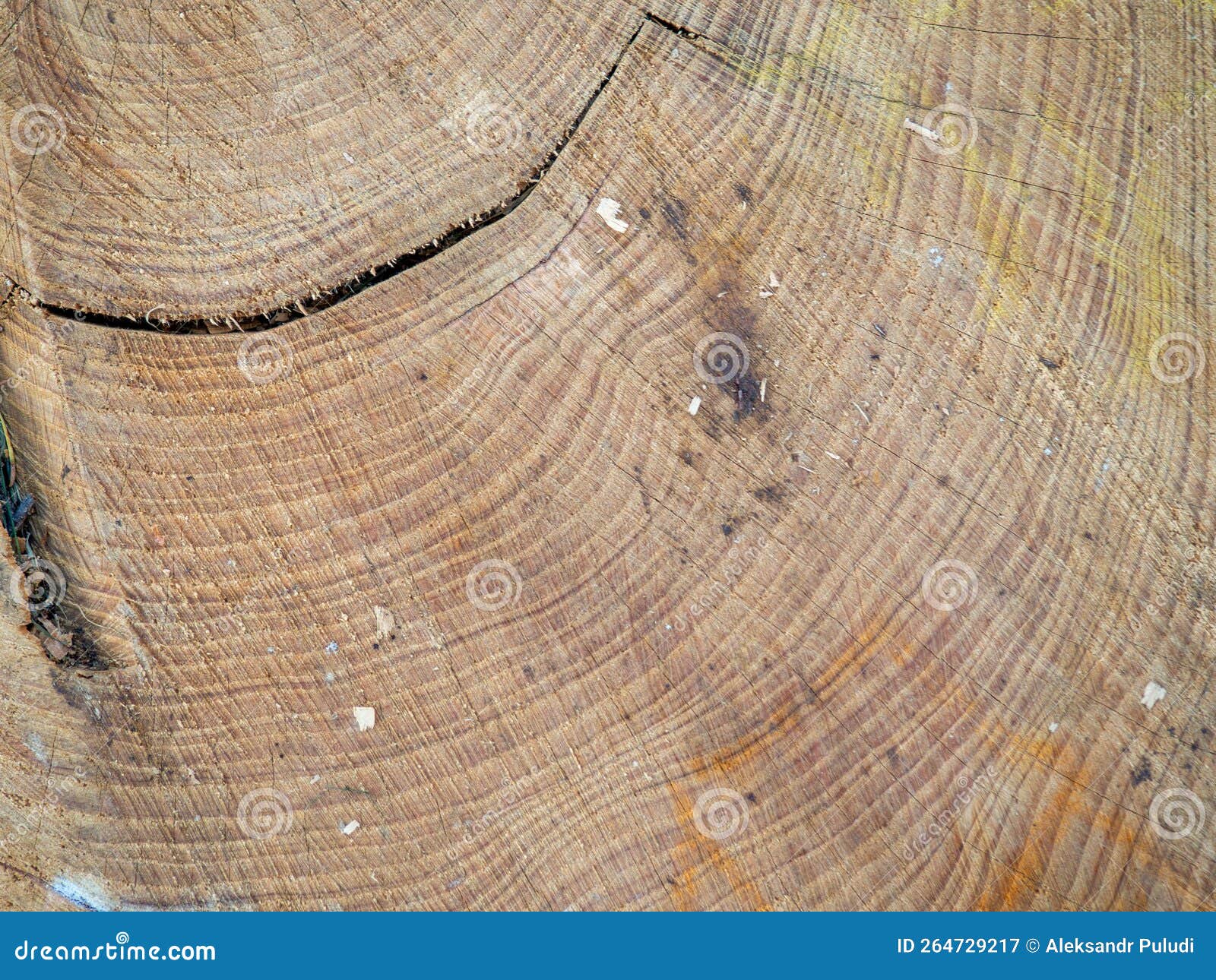 A Cut of a Log. the Surface is Wooden Stock Image - Image of material ...