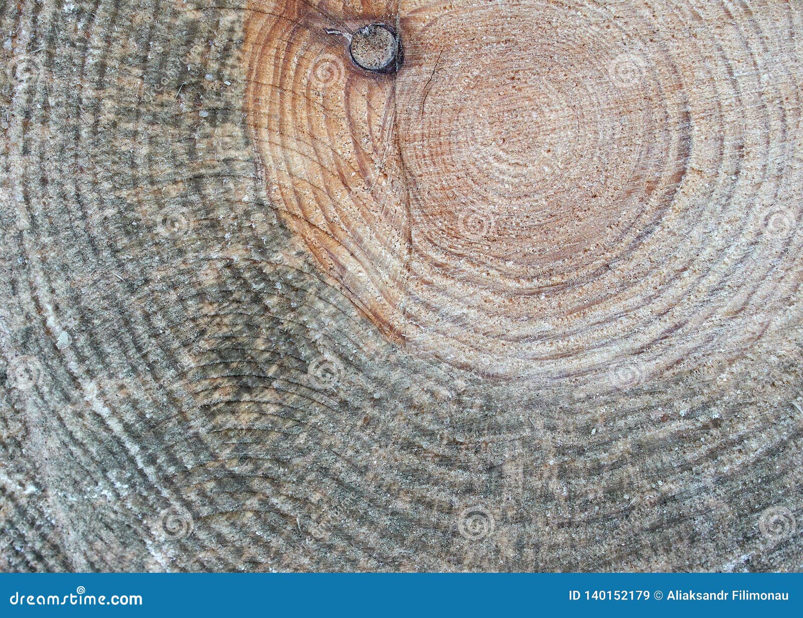 Cut log texture stock image. Image of pine, background - 140152179