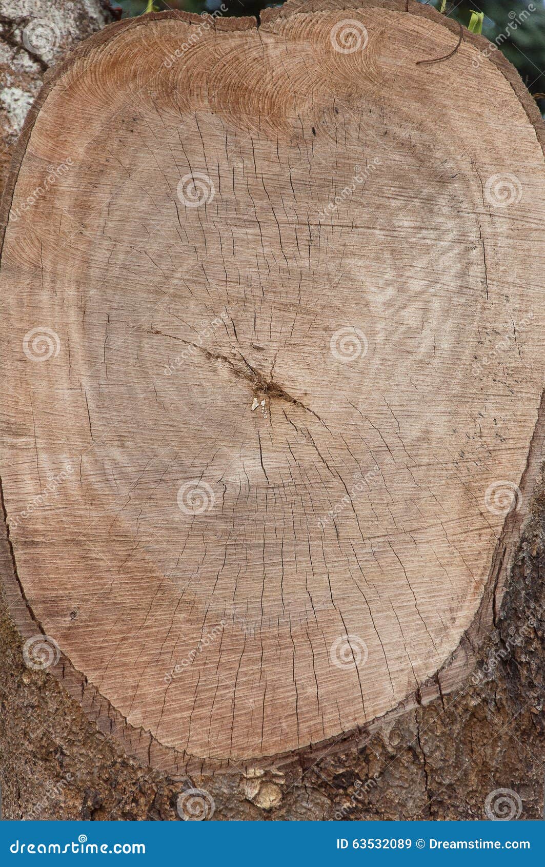 Cut log wood grain stock image. Image of golden, closeup - 63532089