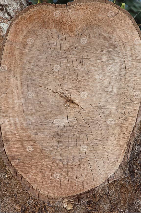 Cut log wood grain stock image. Image of golden, closeup - 63532089