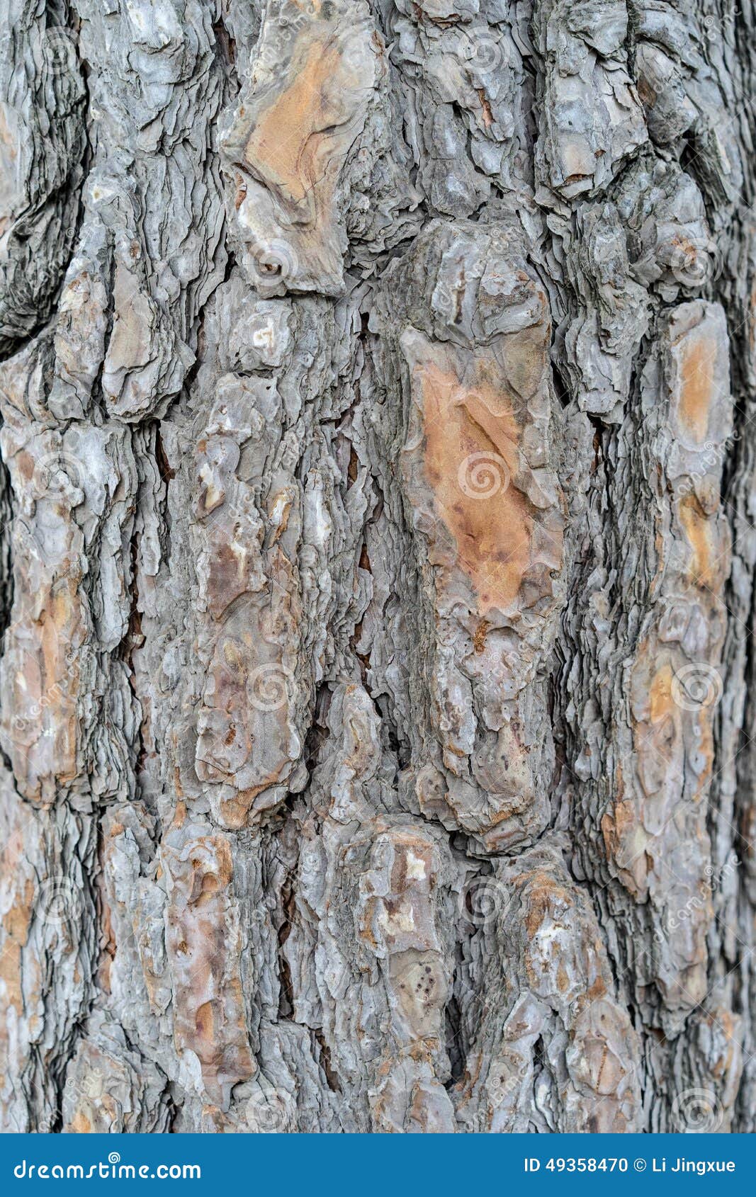 Cut log wood grain stock photo. Image of lumber, hard - 49358470