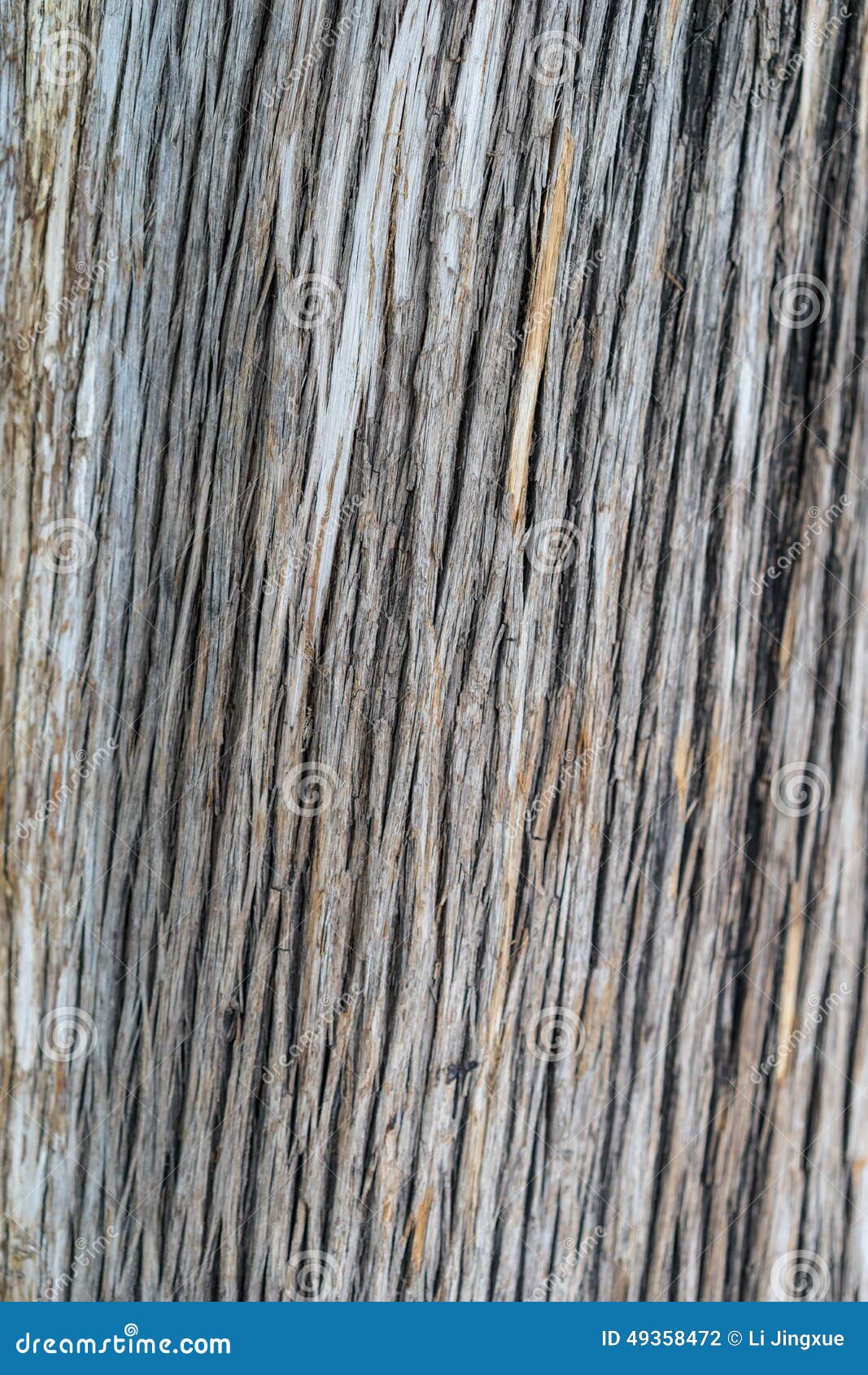 Cut log wood grain stock photo. Image of abstract, life - 49358472