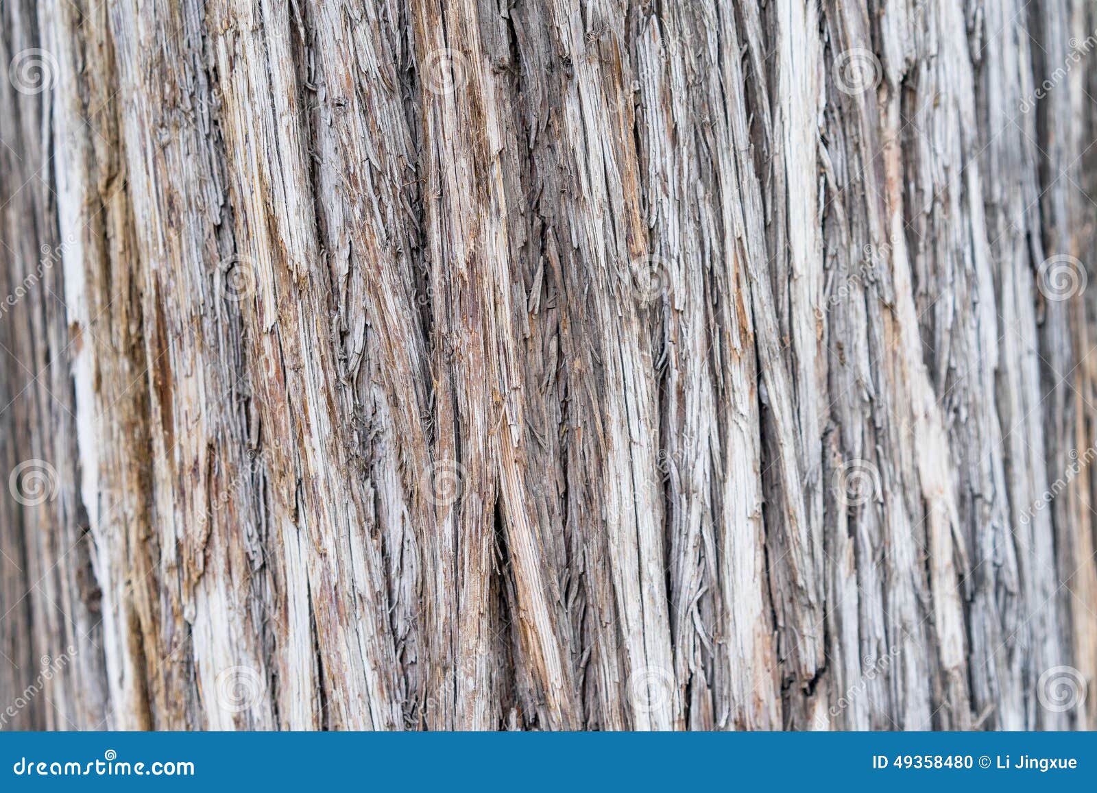 Cut log wood grain stock photo. Image of lumber, forest - 49358480
