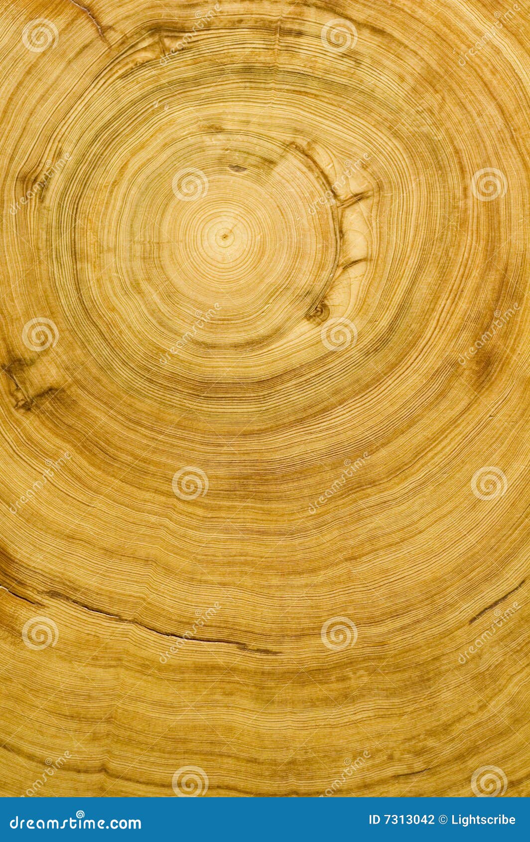 Cut log wood grain texture stock photo. Image of grain - 7313042