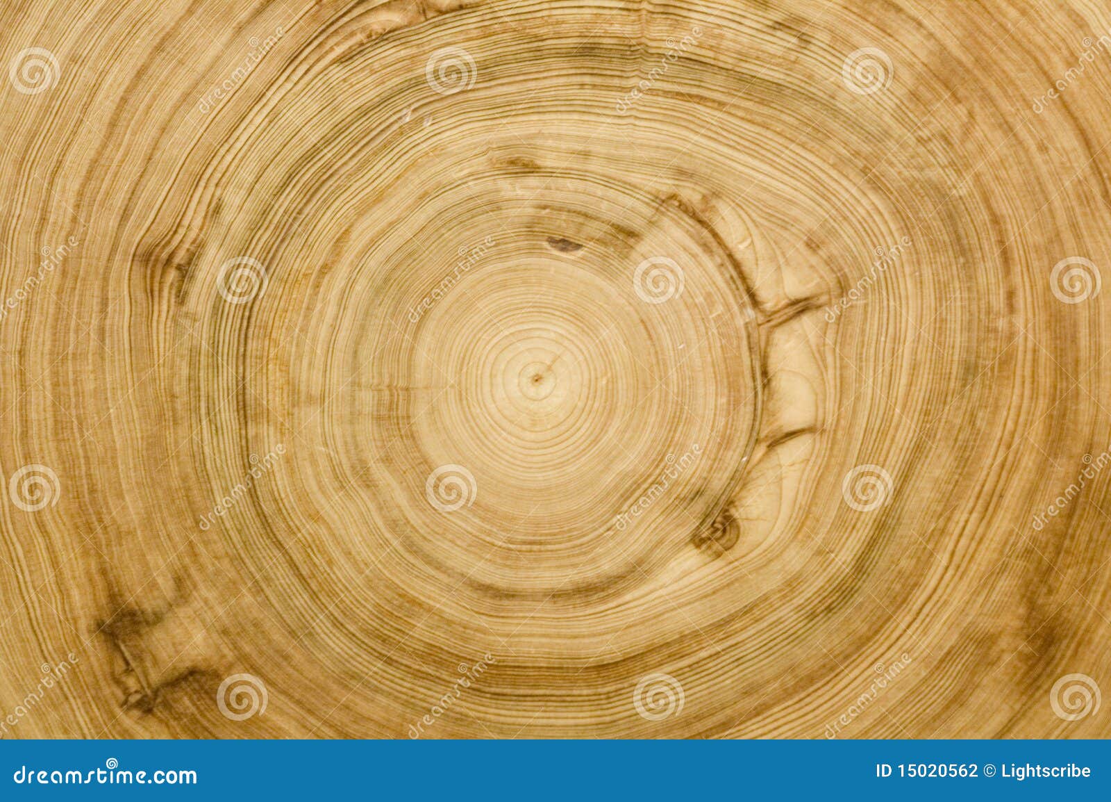 Cut log woodgrain texture stock photo. Image of rough - 15020562