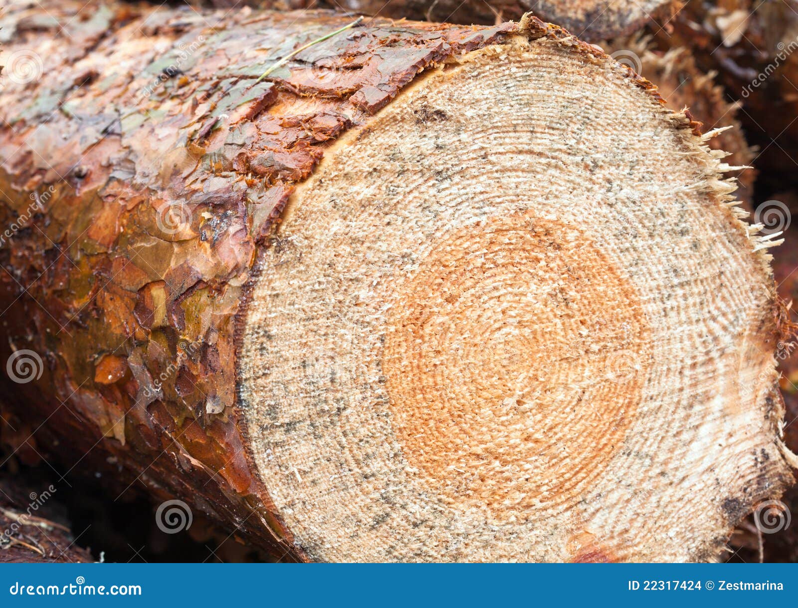 Cut logs stock photo. Image of horizontal, pine, brown - 22317424