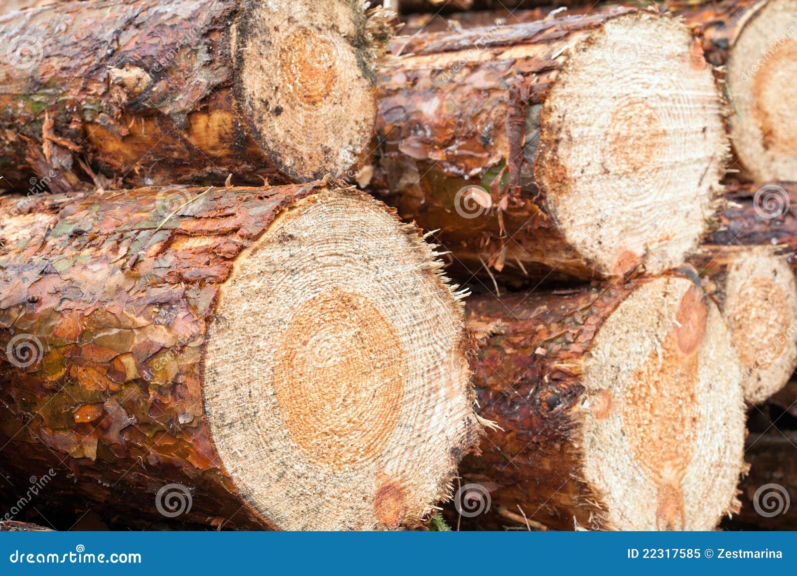 Cut logs stock image. Image of bark, outdoors, natural - 22317585