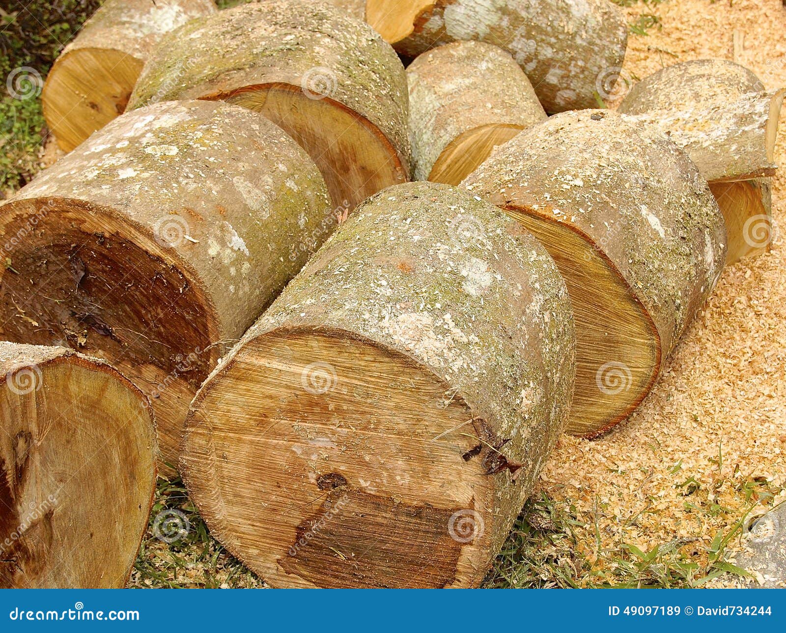 Cut logs stock image. Image of lumberyard, circular, woodcut - 49097189