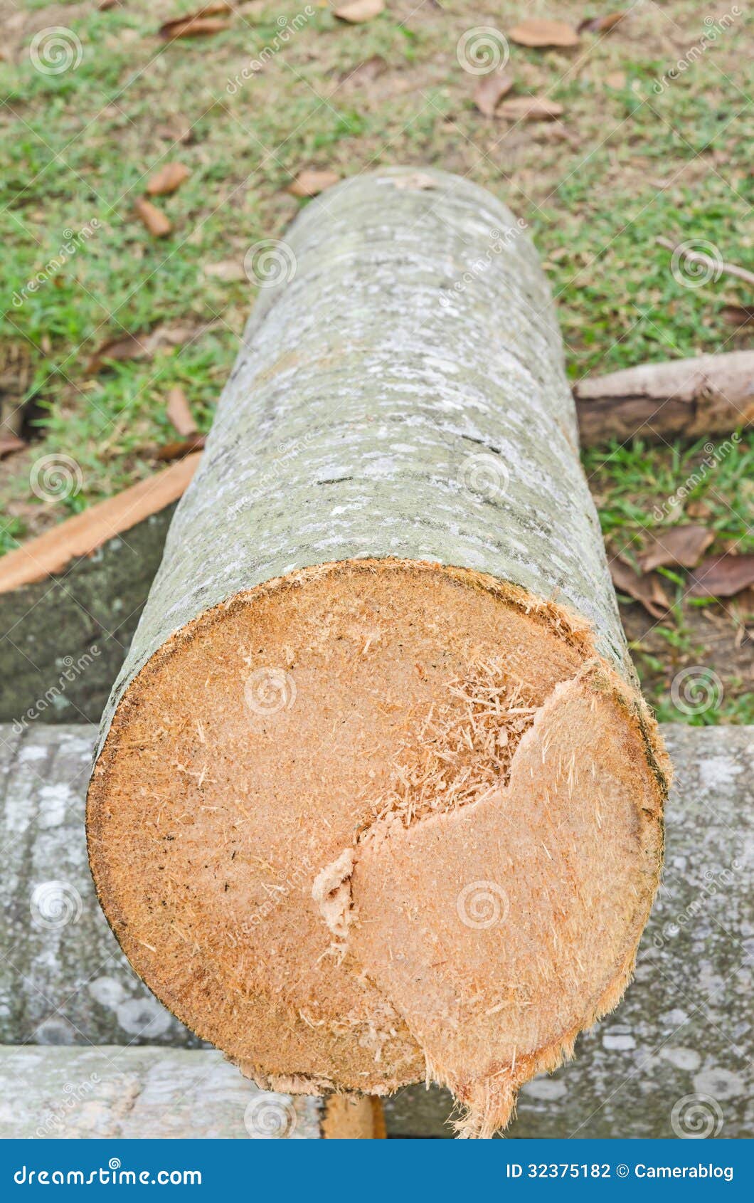 Cut Logs stock photo. Image of tree, rough, pine, wood - 32375182