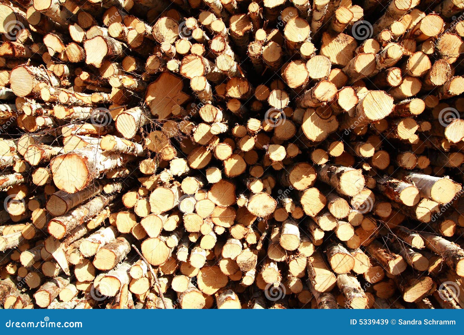 Cut Logs at the Edge of the Forest Stock Image - Image of lumber ...