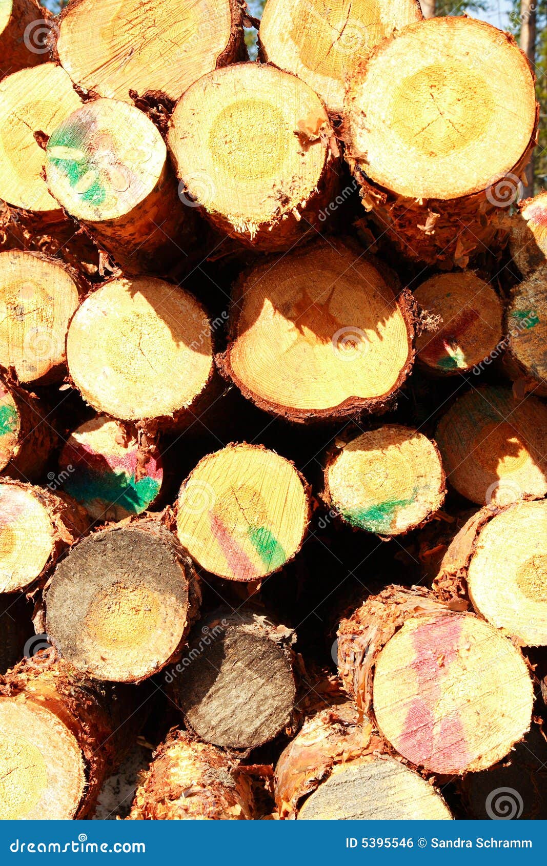 Cut Logs at the Edge of the Forest Stock Photo - Image of lumber ...