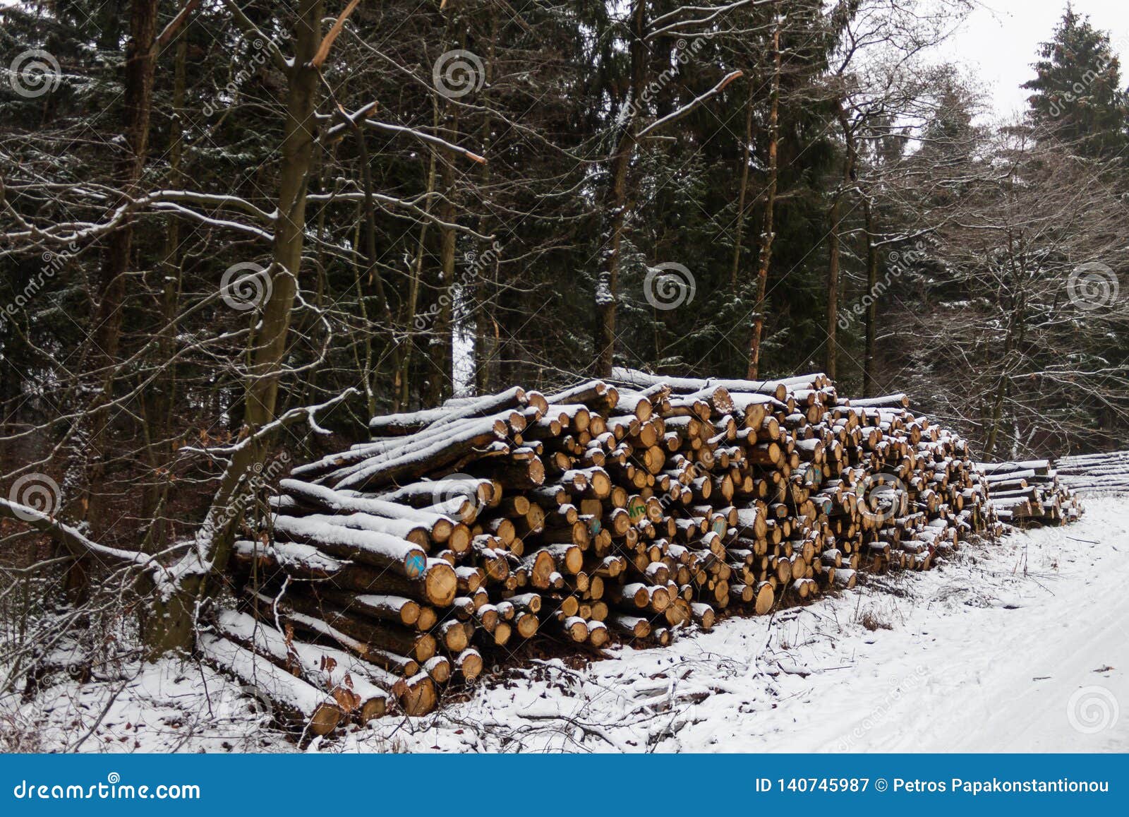 Cut Logs in the Forest Snow Covered Stock Image - Image of circle ...