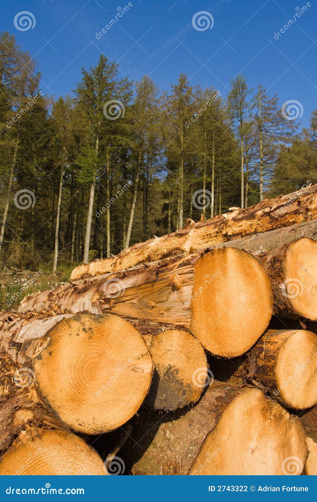 Cut Logs in Front of Forrest Stock Photo - Image of renewable, forestry ...