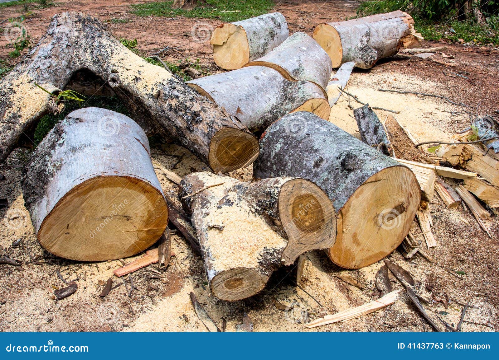 Cut Logs in Logging Area stock image. Image of energy - 41437763