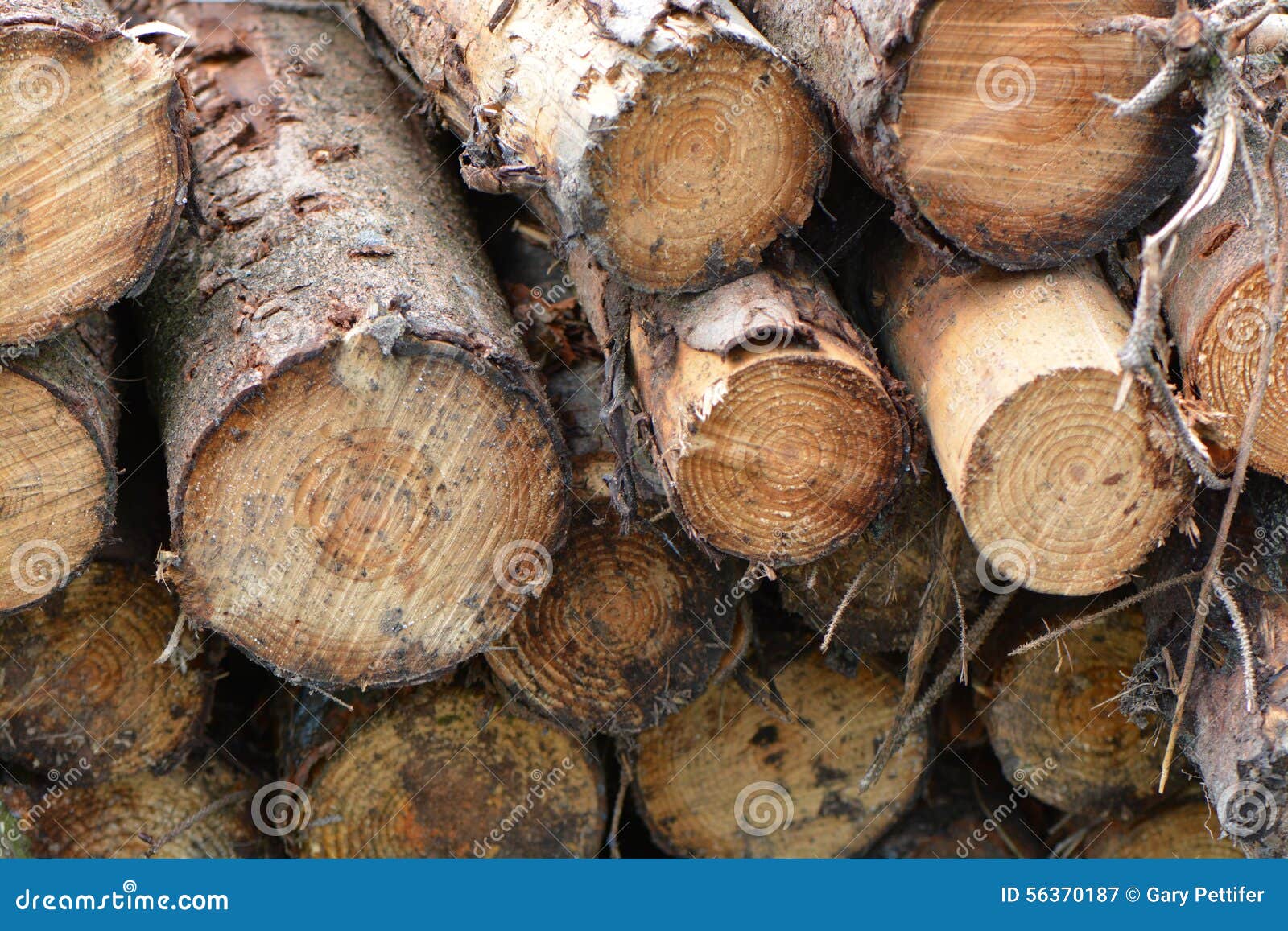 Cut Logs Stacked in a Pile End on Stock Image - Image of logs, stacked ...