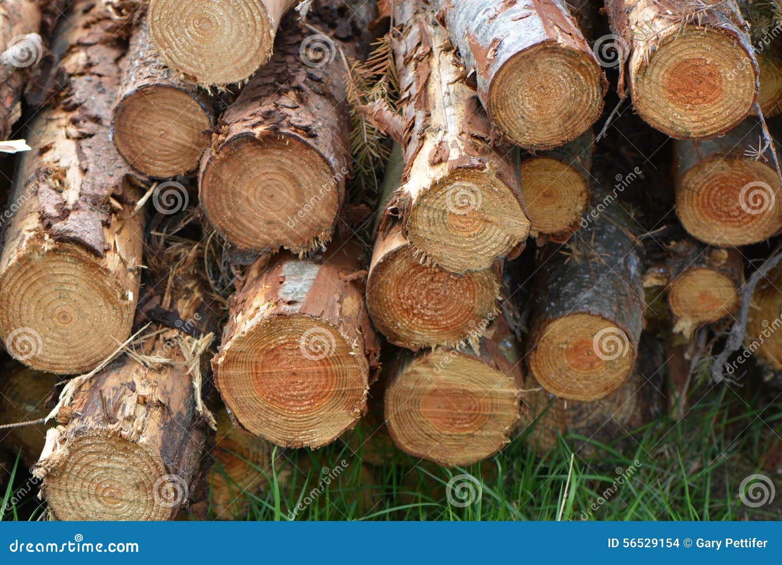 Cut Logs Stacked in a Pile End on Stock Photo - Image of stripped ...